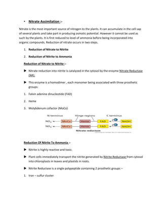 NITROGEN ASSIMILATION | DOCX