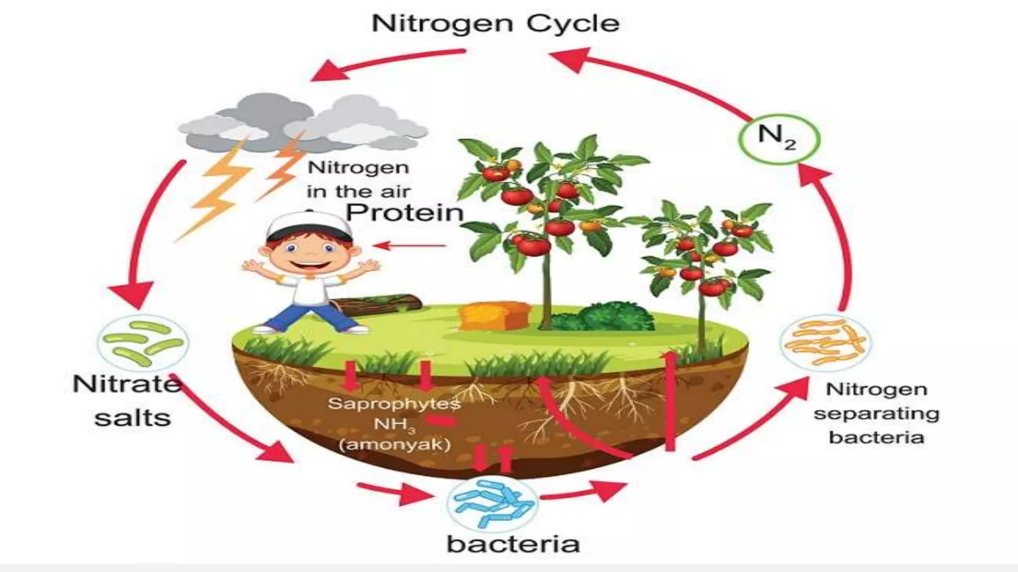 Nitrogen and carbon cycle | PPTX
