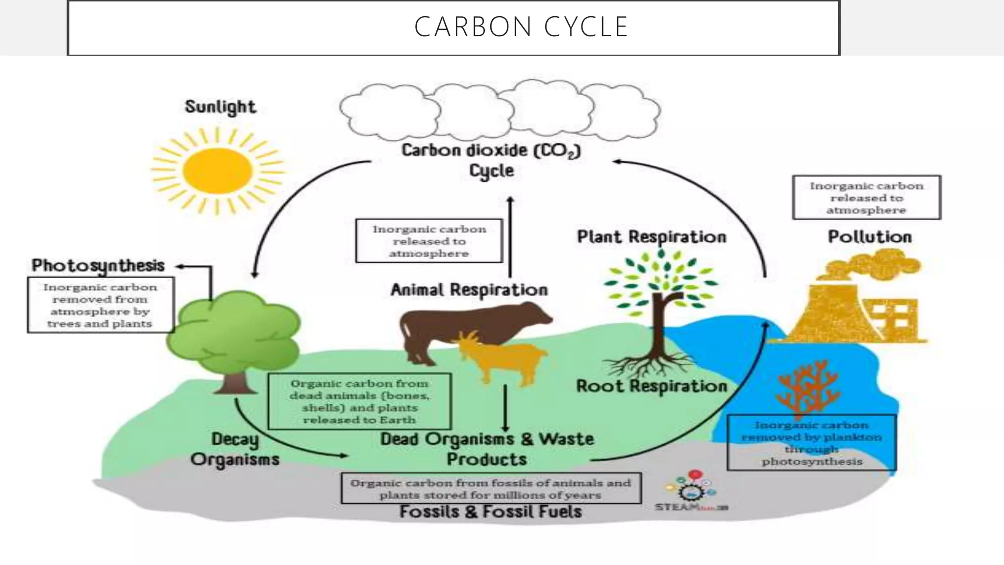 Nitrogen and carbon cycle | PPTX