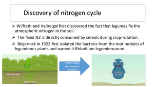 Nitrogen and phosphorous cycle | PPTX