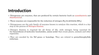Nitrogenase.pptx