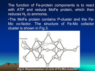 Nitrogenase functioning in biological system | PDF