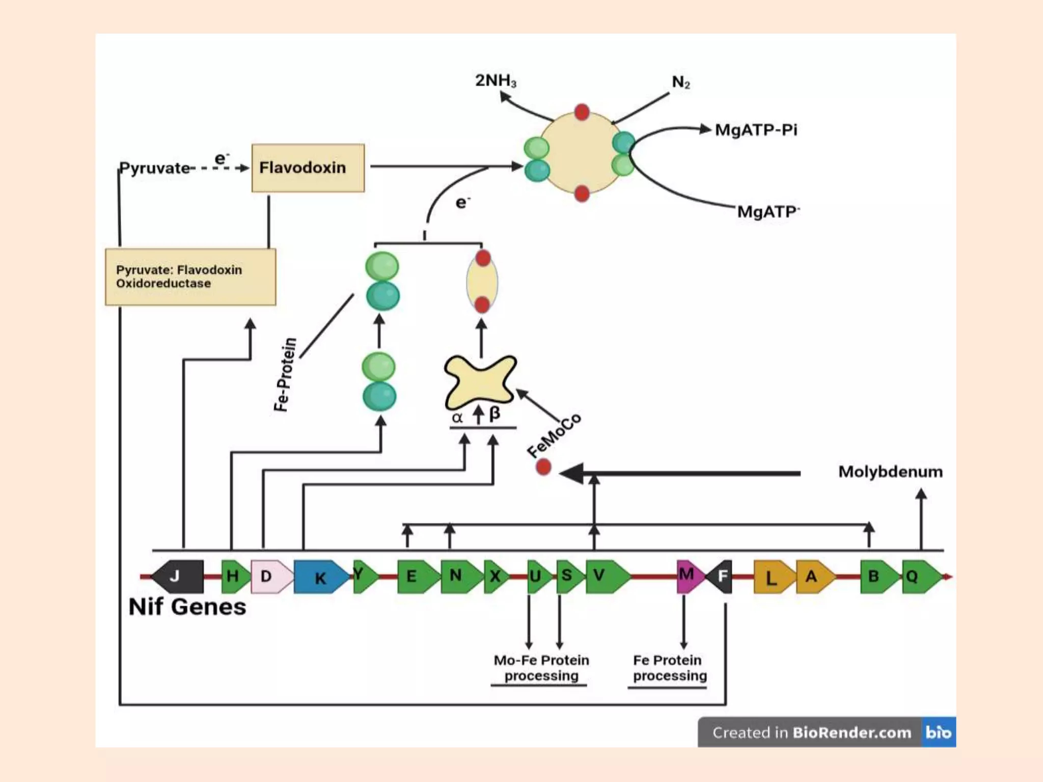 NITROGENASE ENZYME.pptx