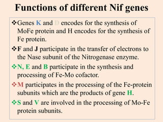 NITROGENASE ENZYME.pptx