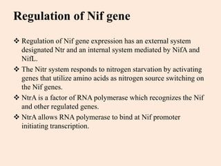 NITROGENASE ENZYME.pptx