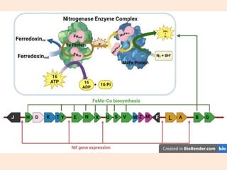 NITROGENASE ENZYME.pptx