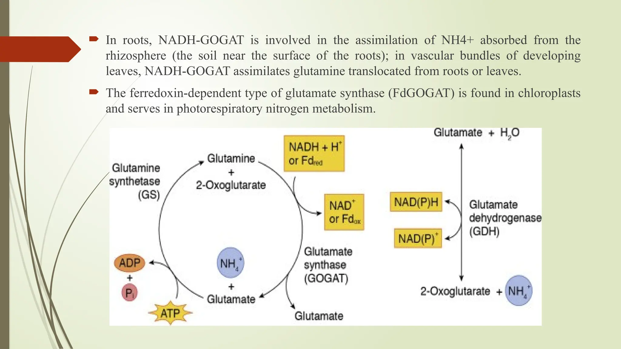 Nitrogen Assimilation in Environment for Plant | PPTX
