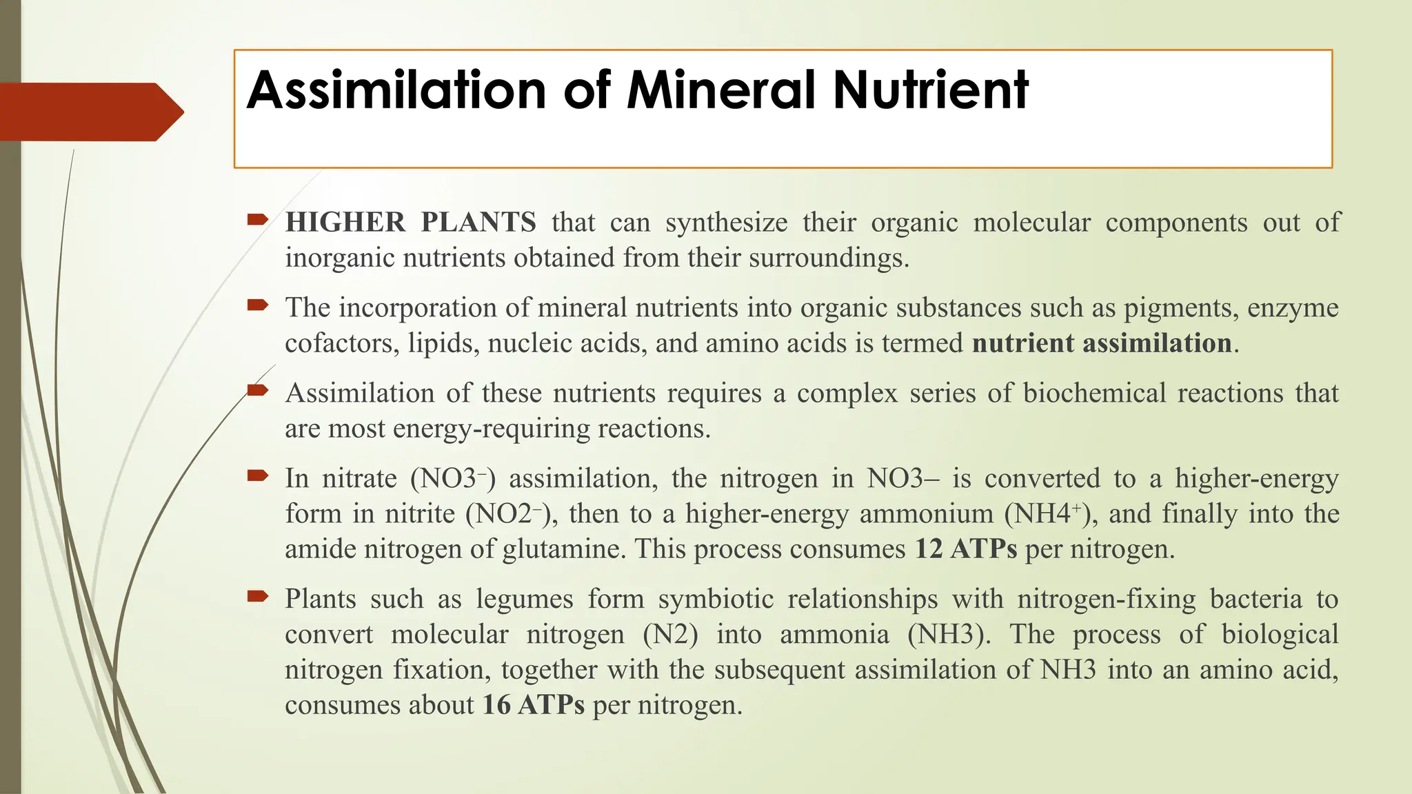 Nitrogen Assimilation in Environment for Plant | PPTX