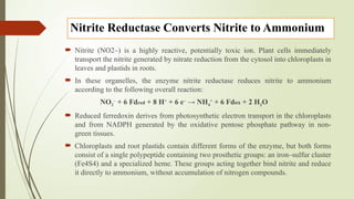 Nitrogen Assimilation in Environment for Plant | PPTX