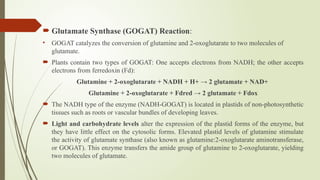 Nitrogen Assimilation in Environment for Plant | PPTX