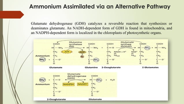 Nitrogen Assimilation in Environment for Plant | PPT