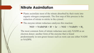 Nitrogen Assimilation in Environment for Plant | PPTX