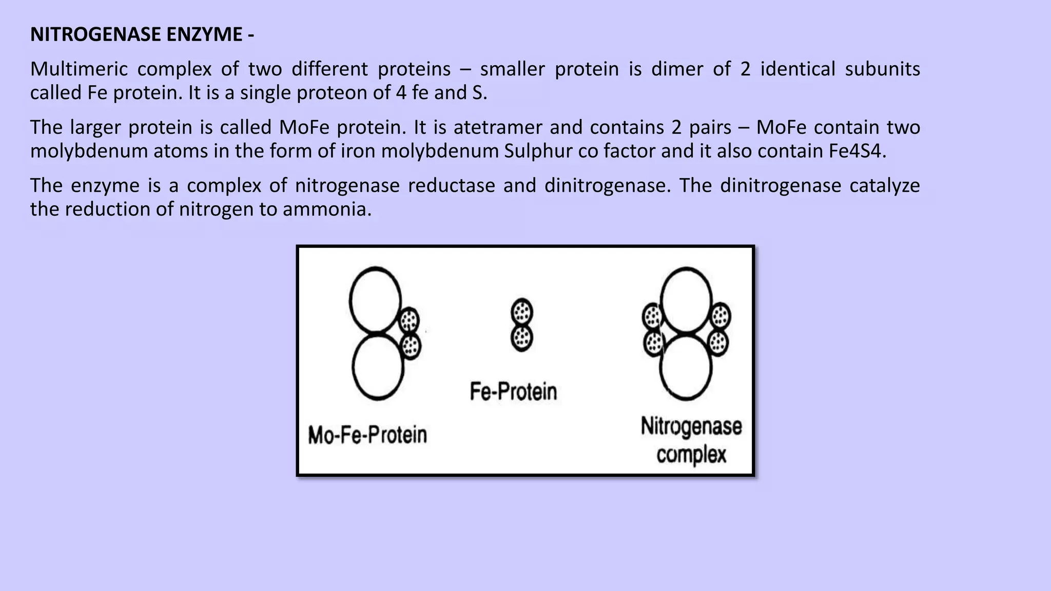 Nitrogen assimilation in plants | PPTX