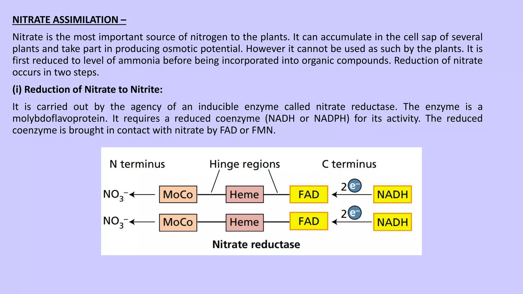 Nitrogen assimilation in plants | PPTX