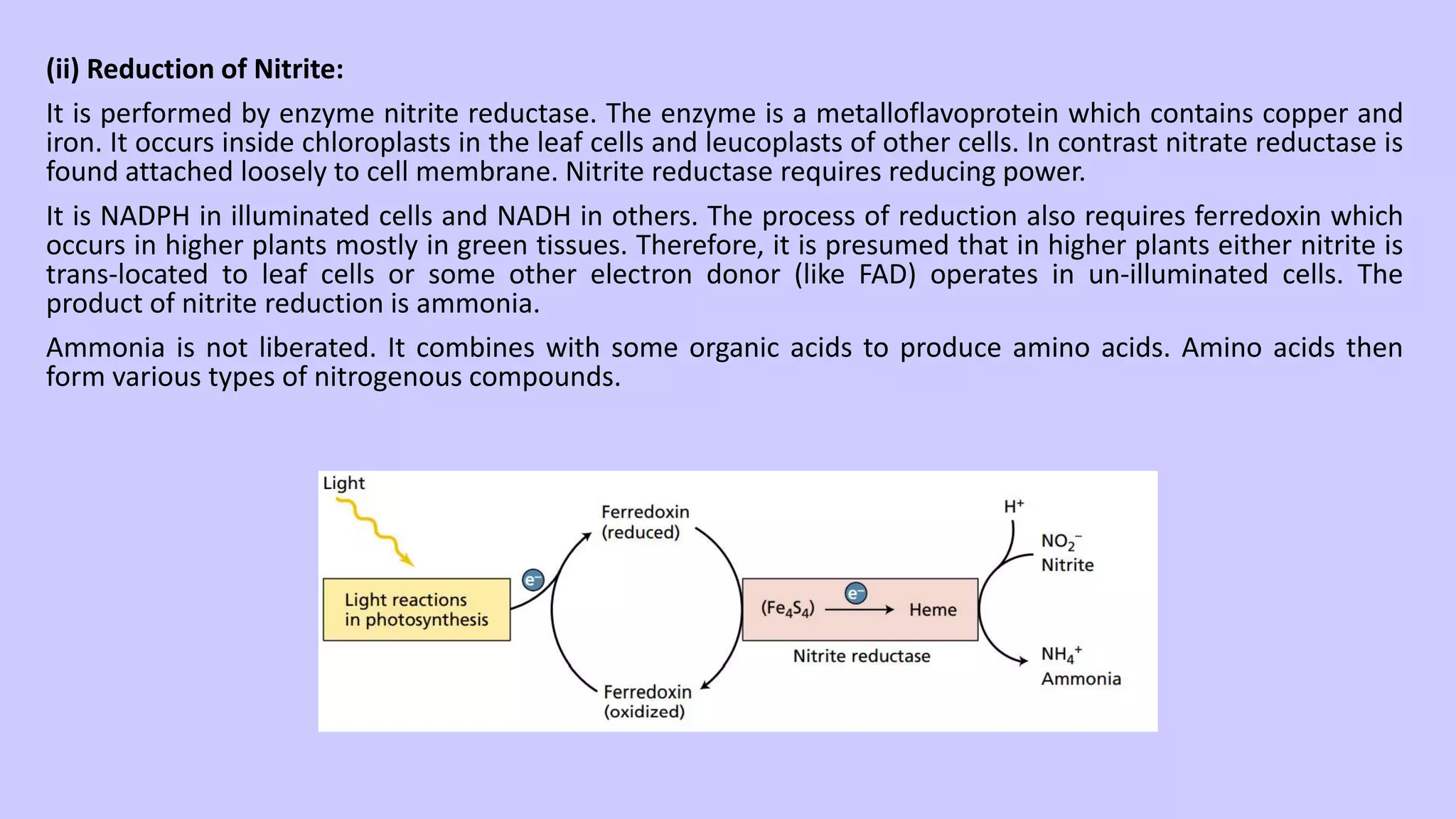 Nitrogen assimilation in plants | PPTX