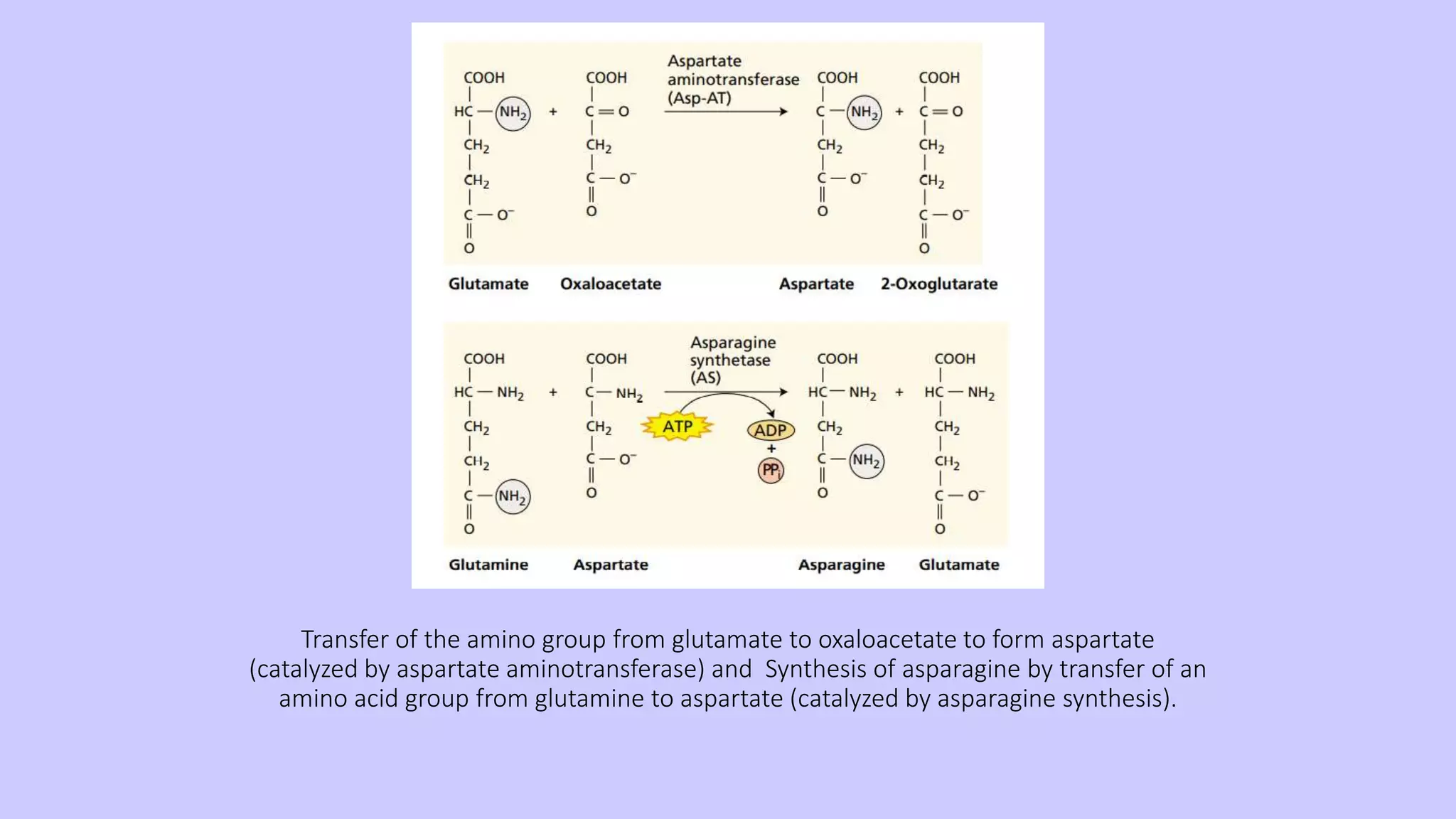 Nitrogen assimilation in plants | PPTX
