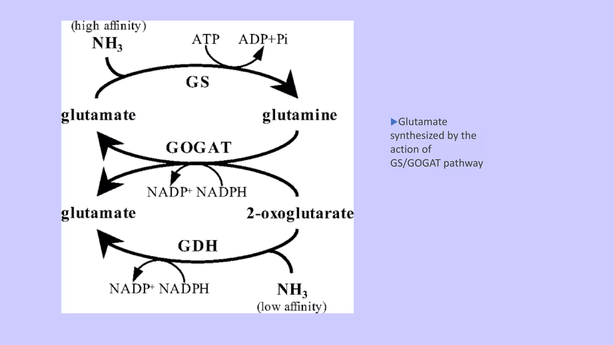 Nitrogen assimilation in plants | PPTX