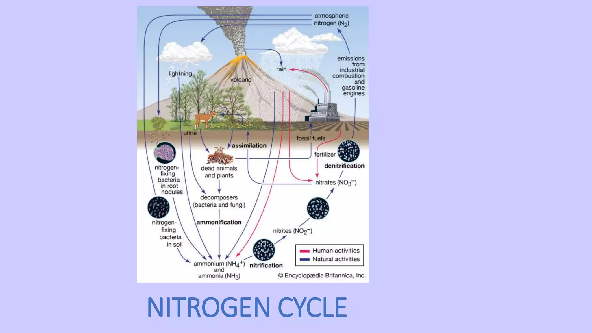 Nitrogen assimilation in plants | PPTX