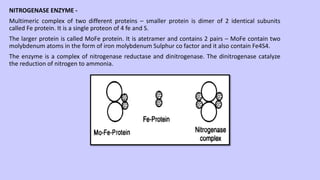 Nitrogen assimilation in plants | PPTX