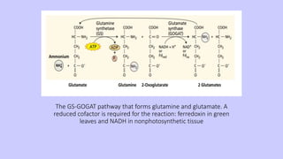 Nitrogen assimilation in plants | PPTX