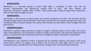 Nitrogen assimilation in plants | PPTX