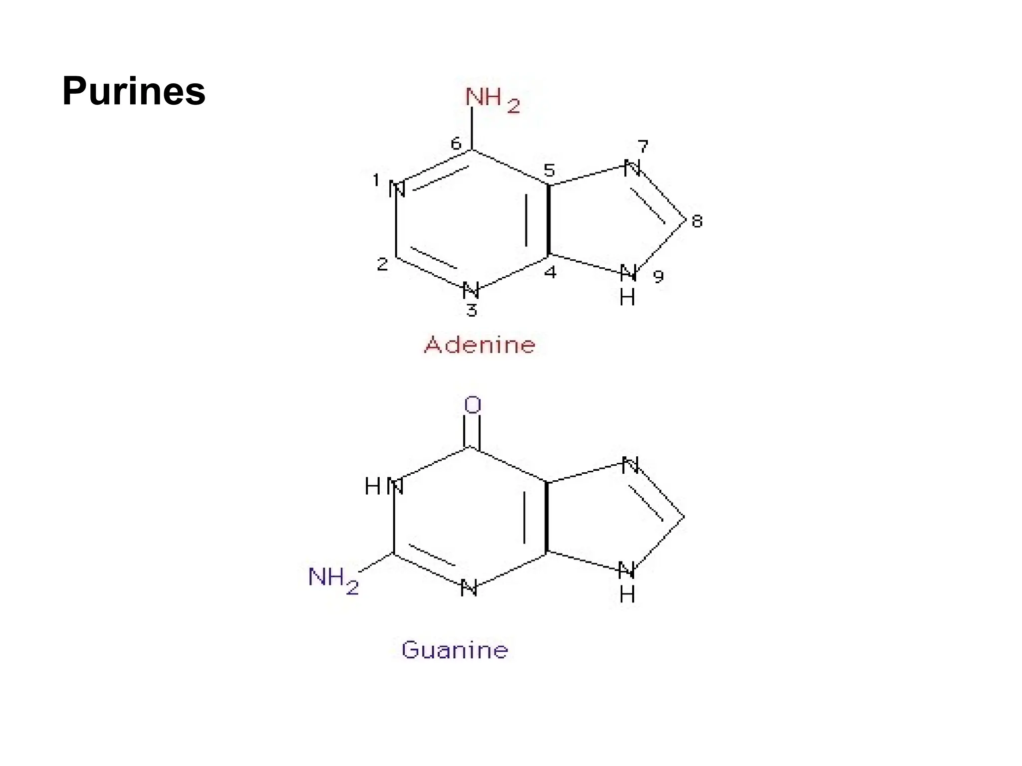 Nitrogenous bases and genetic code. types | PPT