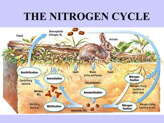 Nitrogen Cycle Steps For Kids