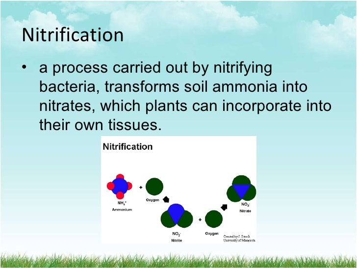 Nitrogen cycle