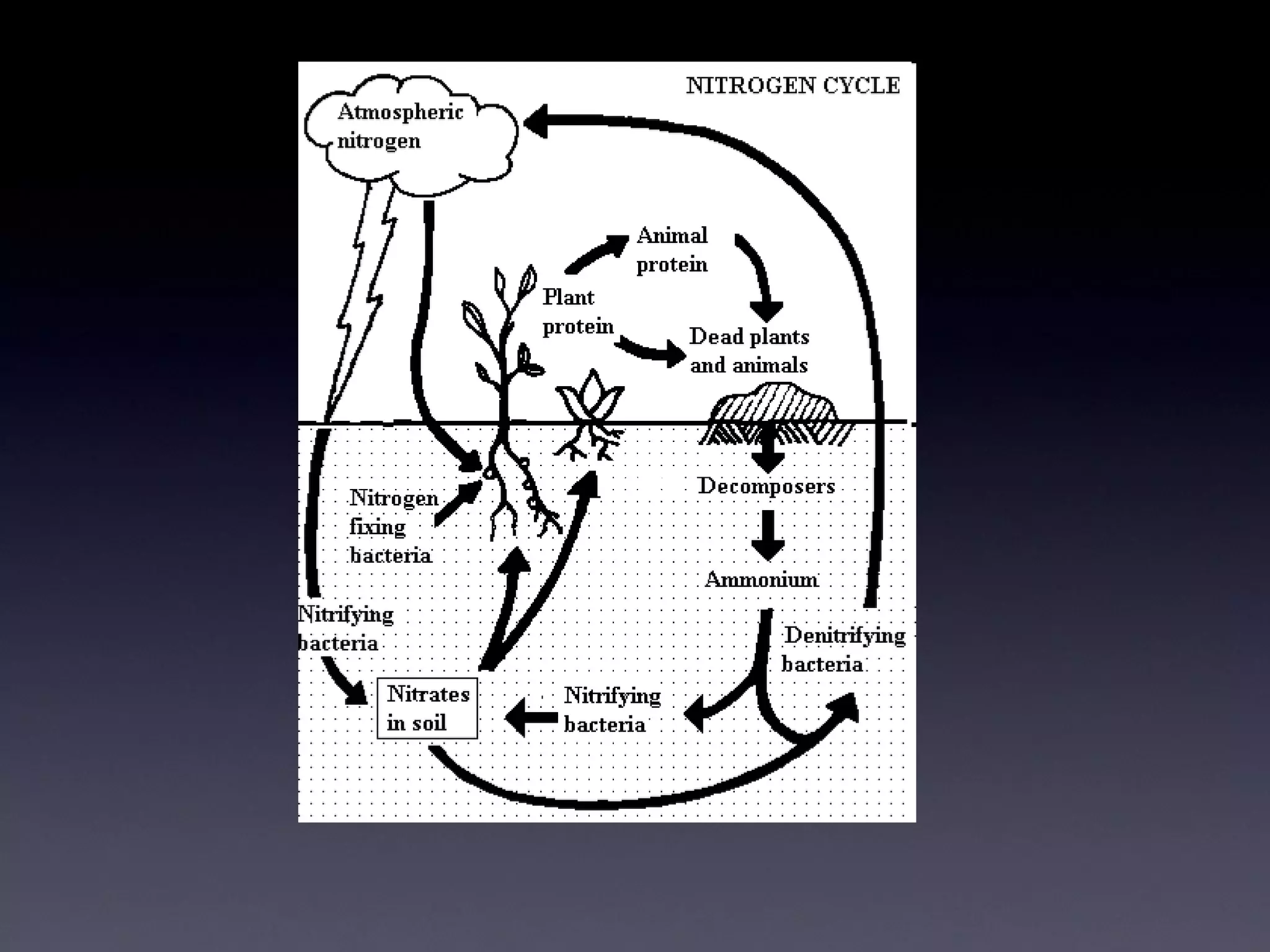 Nitrogen cycle | PPT