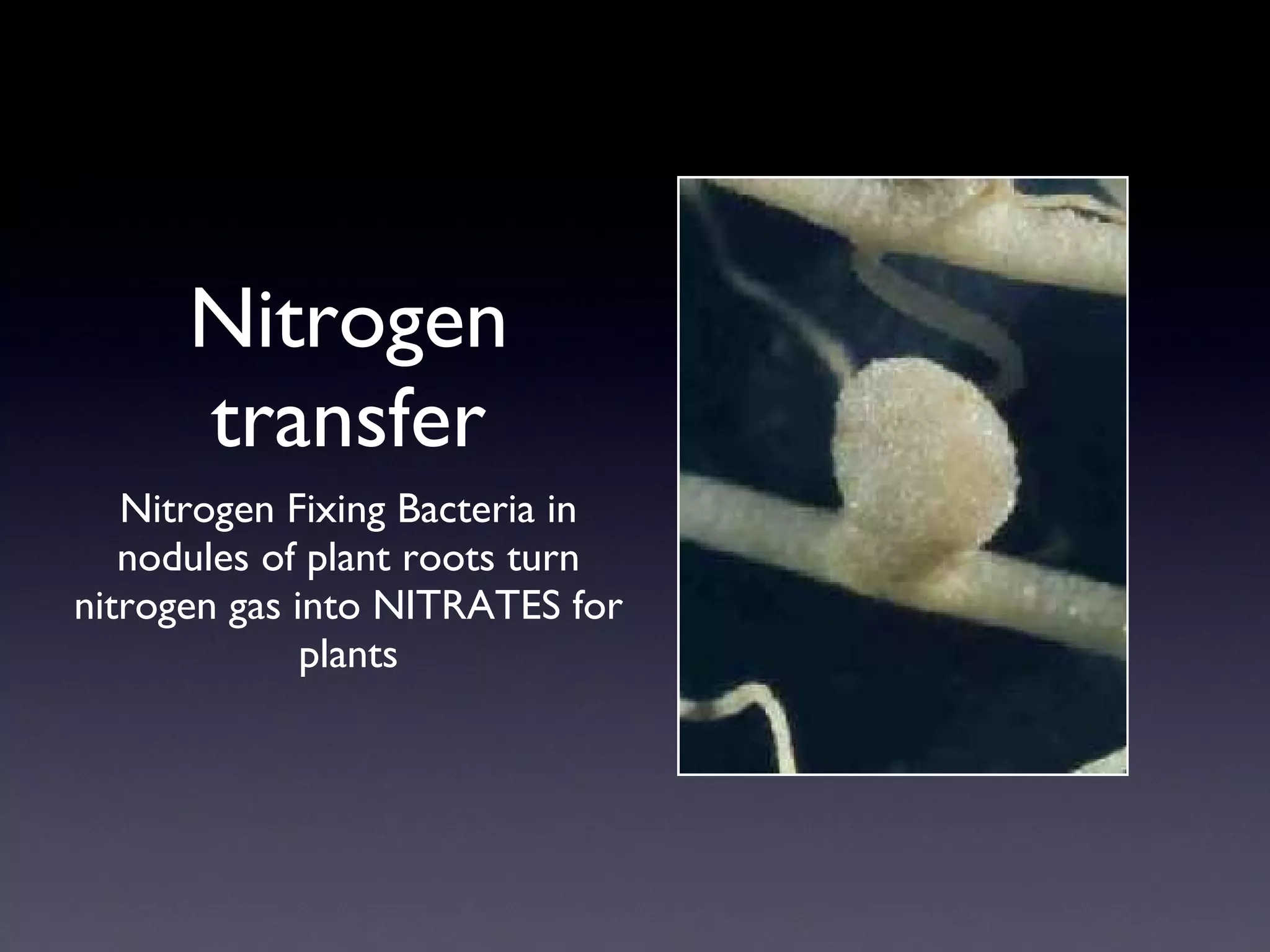 Nitrogen cycle | PPT