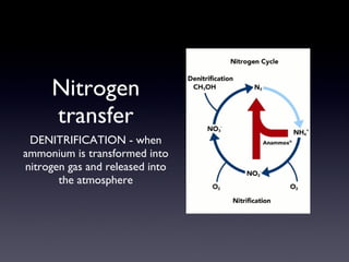 Nitrogen cycle | PPT
