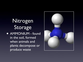 Nitrogen cycle | PPT