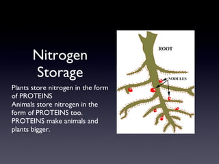 Nitrogen cycle | PPT