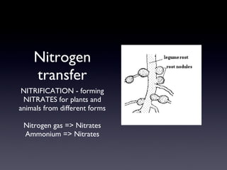 Nitrogen cycle | PPT