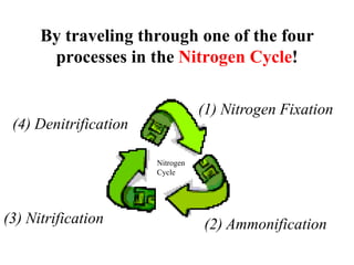 Nitrogen cycle | PPTX | Indoor Environmental Quality | Home & Garden