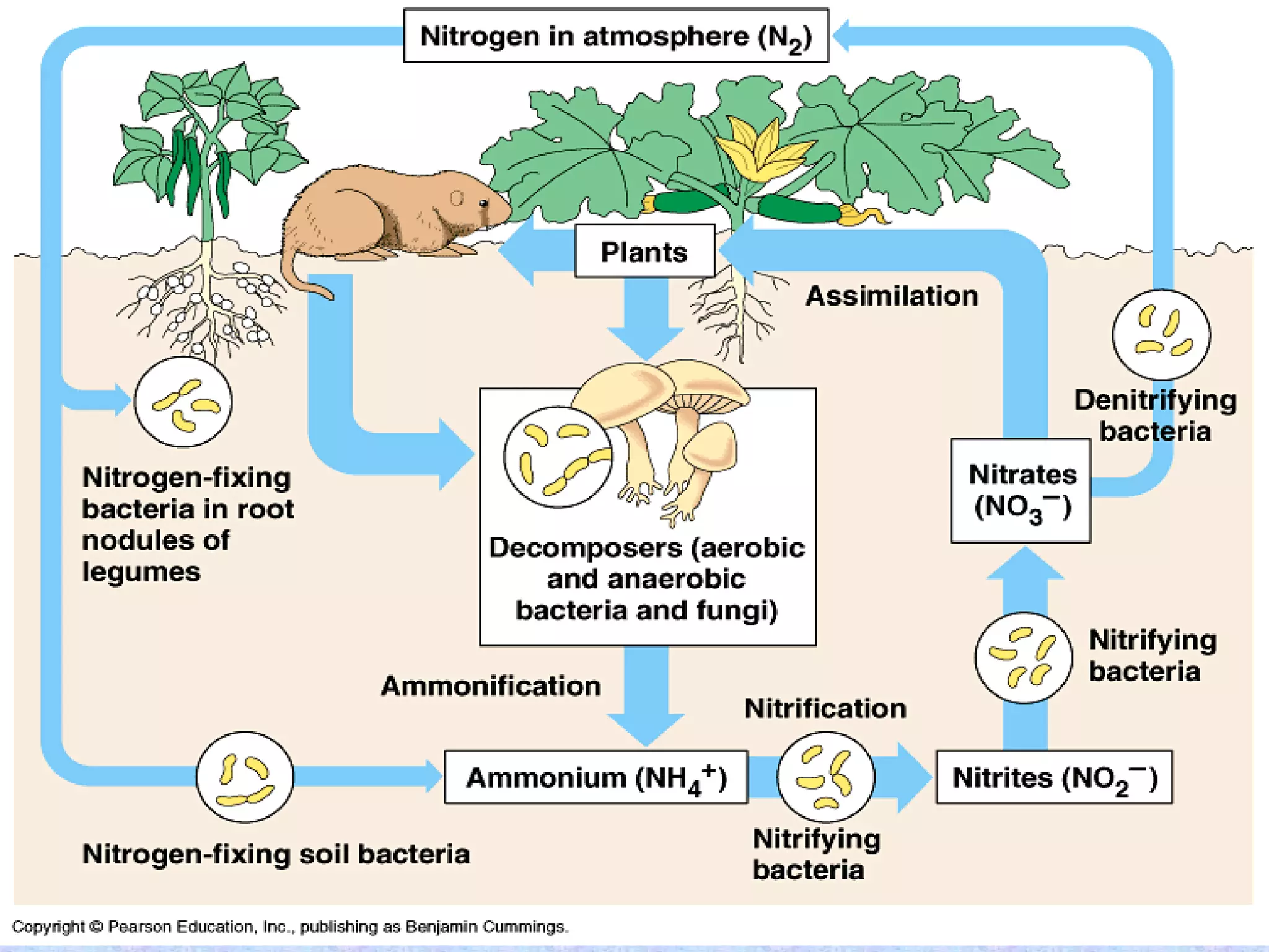 Nitrogen cycle | PPT