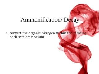 Nitrogen cycle | PPT