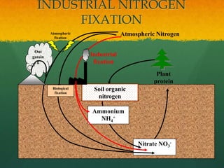 Nitrogen cycle | PPTX