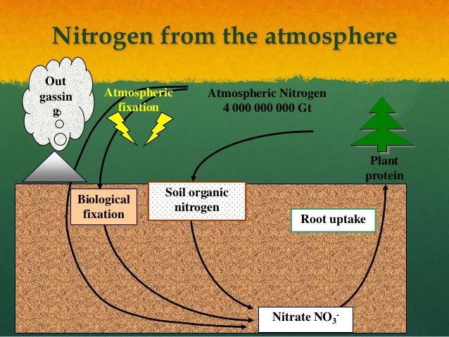 Nitrogen cycle