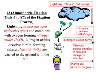 Nitrogen cycle - Honors only 2.04