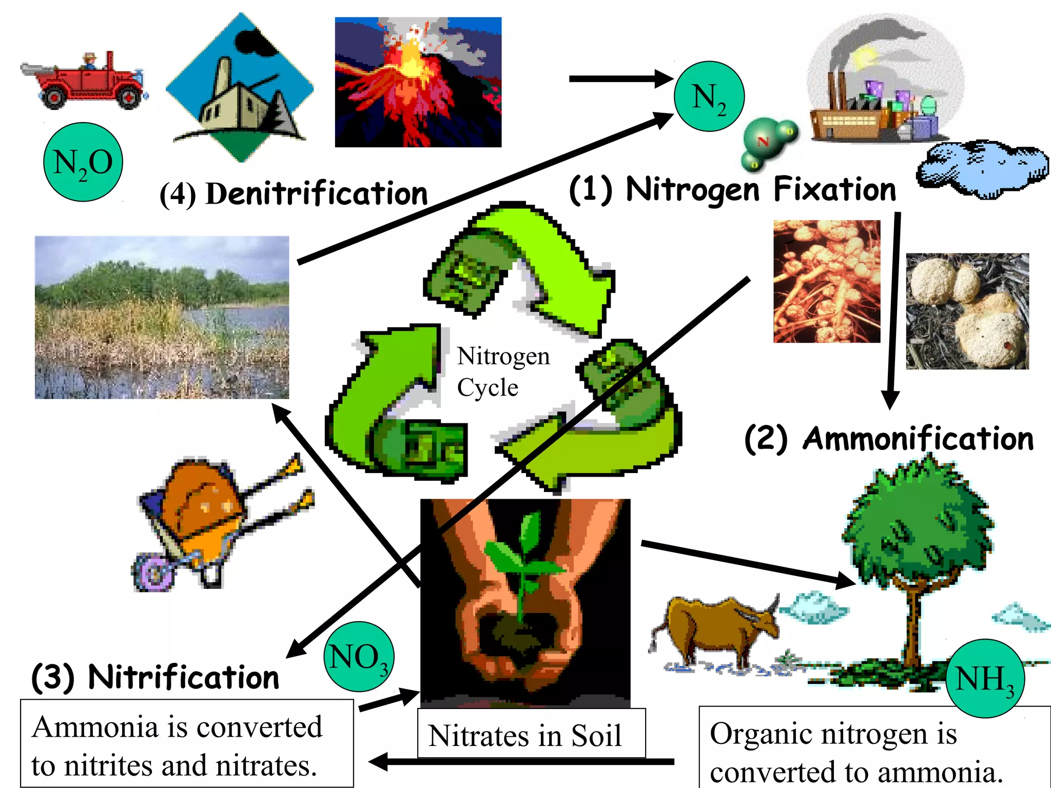 Nitrogen cycle | PPT
