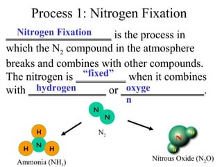 Nitrogen cycle | PPT