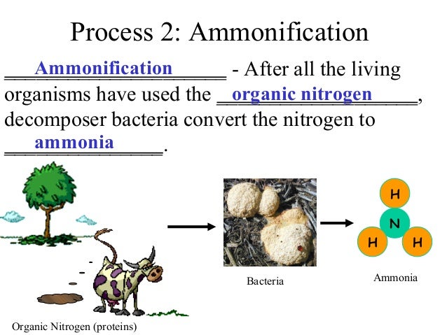 Nitrogen cycle