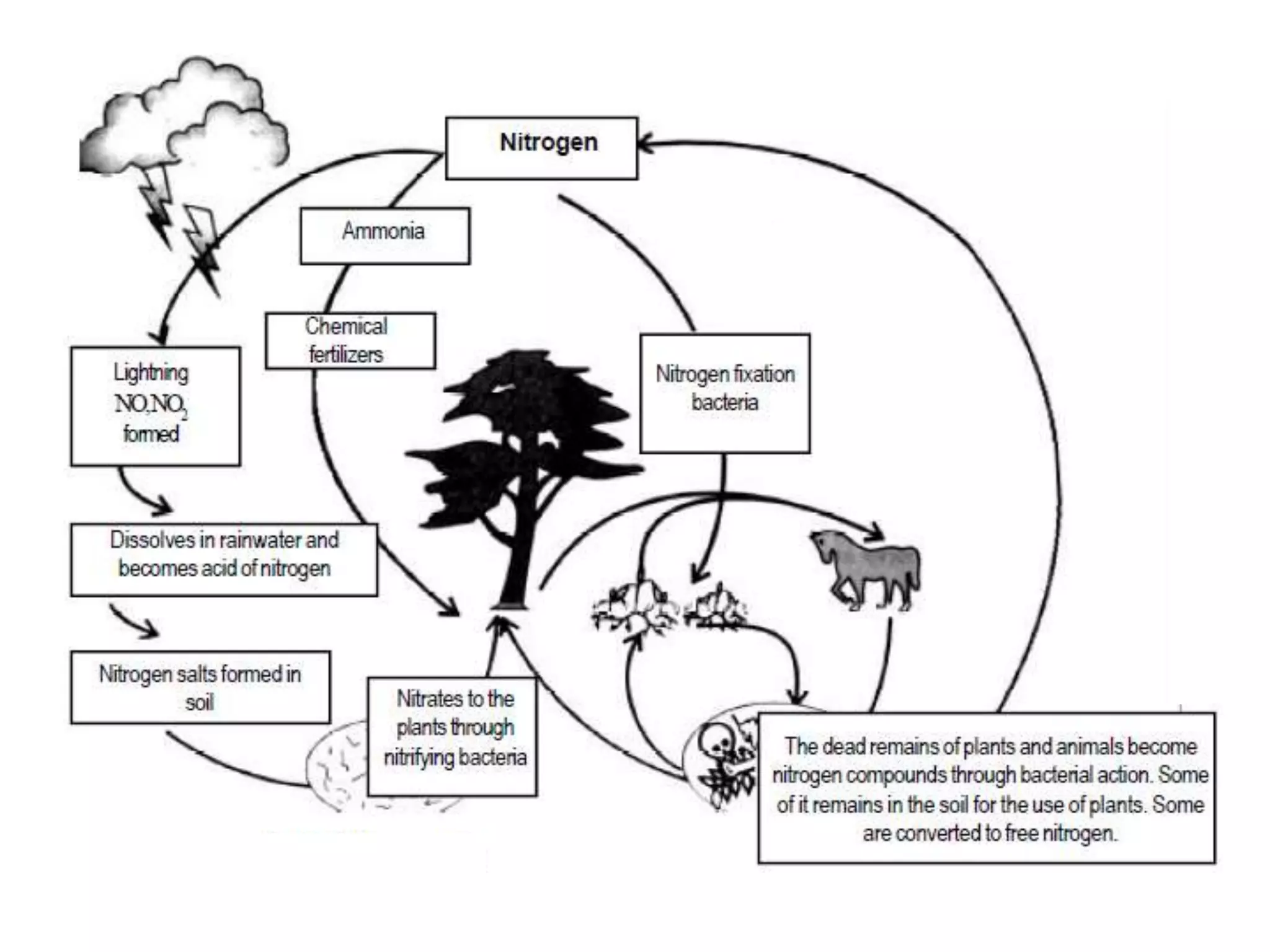Nitrogen cycle | PPT