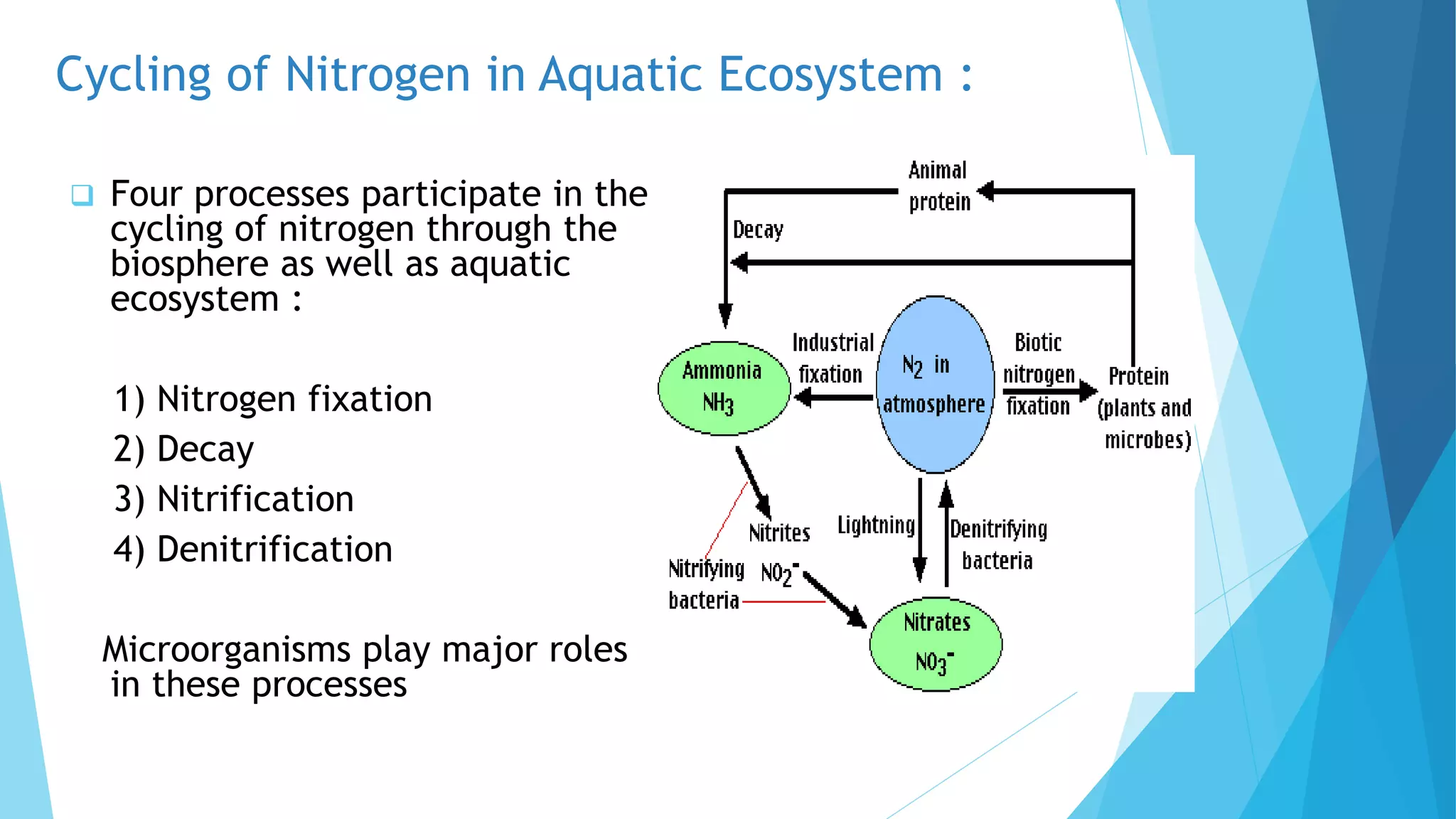 Nitrogen cycle in aquatic ecosystem ...