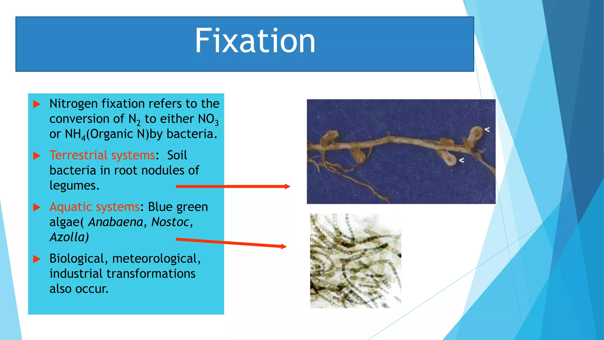 Nitrogen cycle in aquatic ecosystem ...