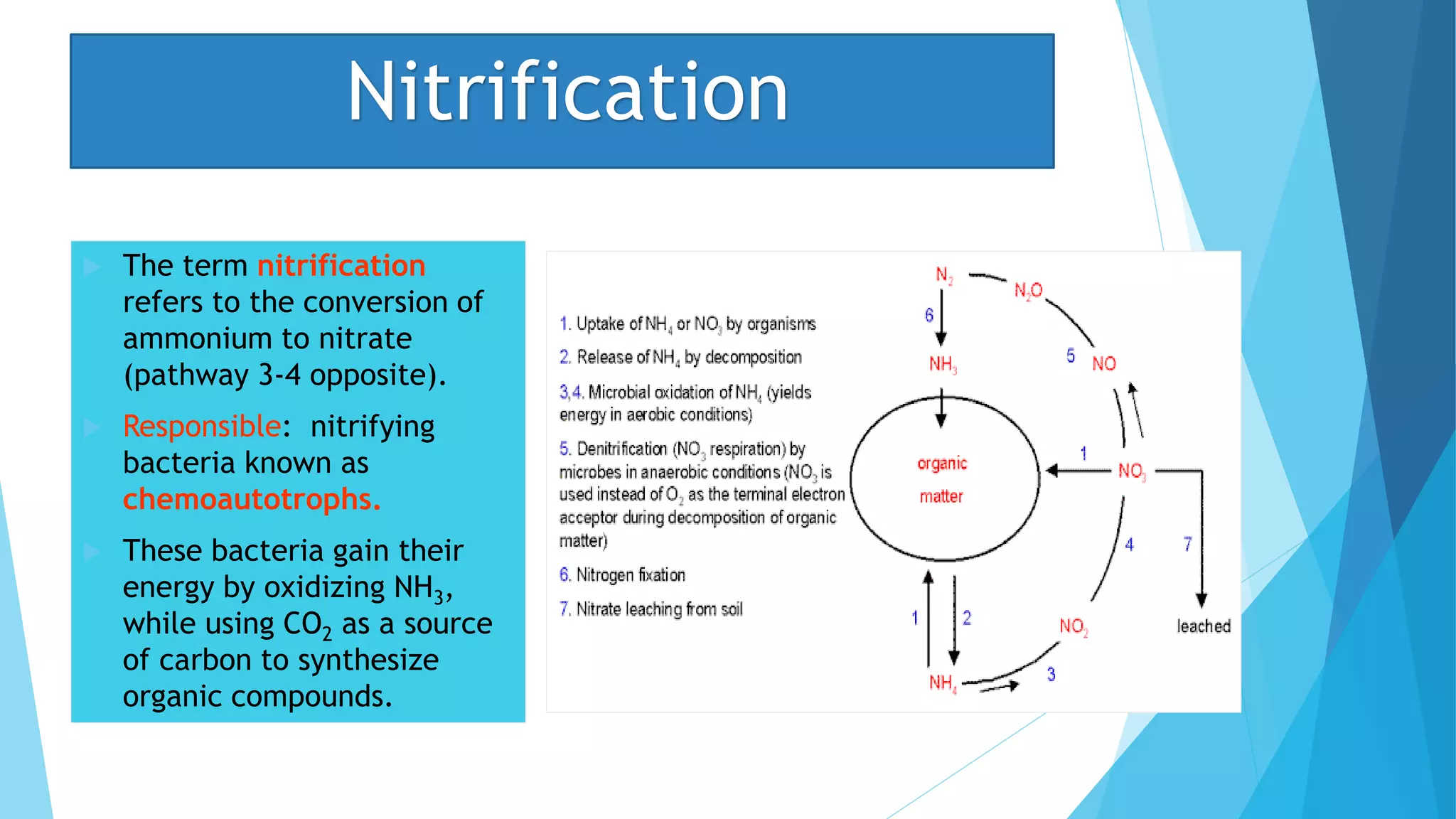 Nitrogen cycle in aquatic ecosystem ...