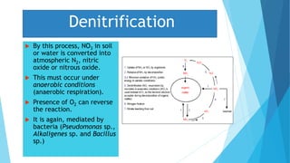 Nitrogen cycle in aquatic ecosystem ...