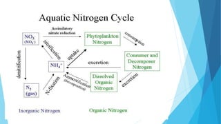 Nitrogen cycle in aquatic ecosystem ...