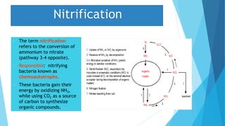 Nitrogen cycle in aquatic ecosystem ...